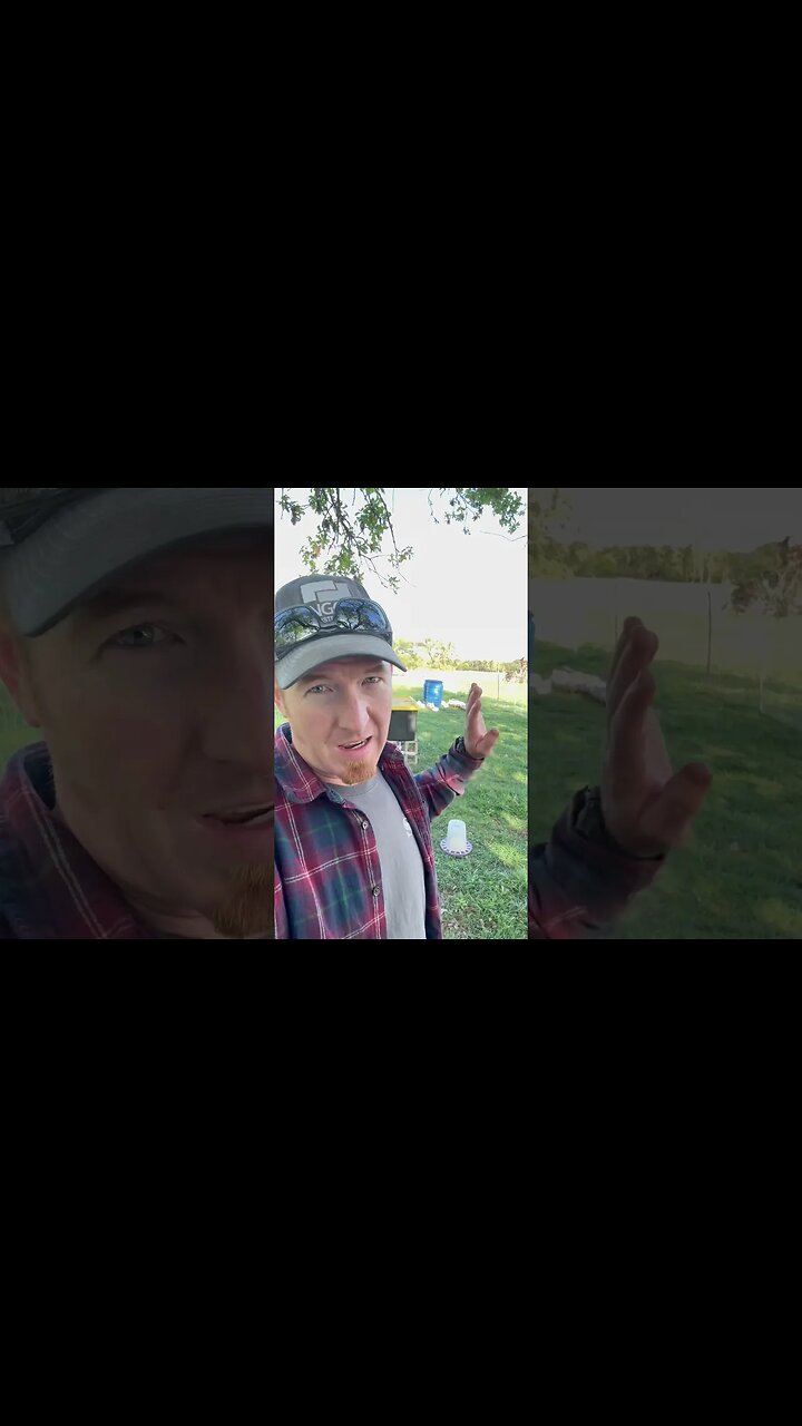 Longer skinnier chicken runs are better for meat chickens!