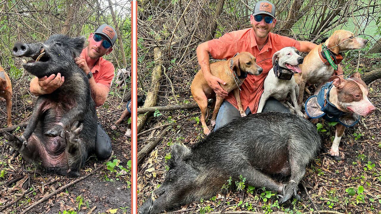 I Caught a GIANT HOG with my DOGS!