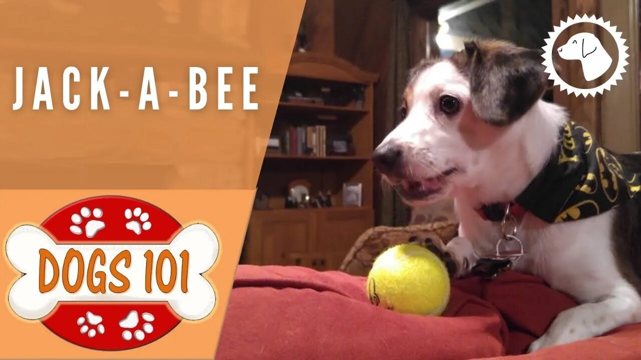 Dogs 101 - JACK-A-BEE - Top Dog Facts about the JACK-A-BEE | DOG BREEDS ...