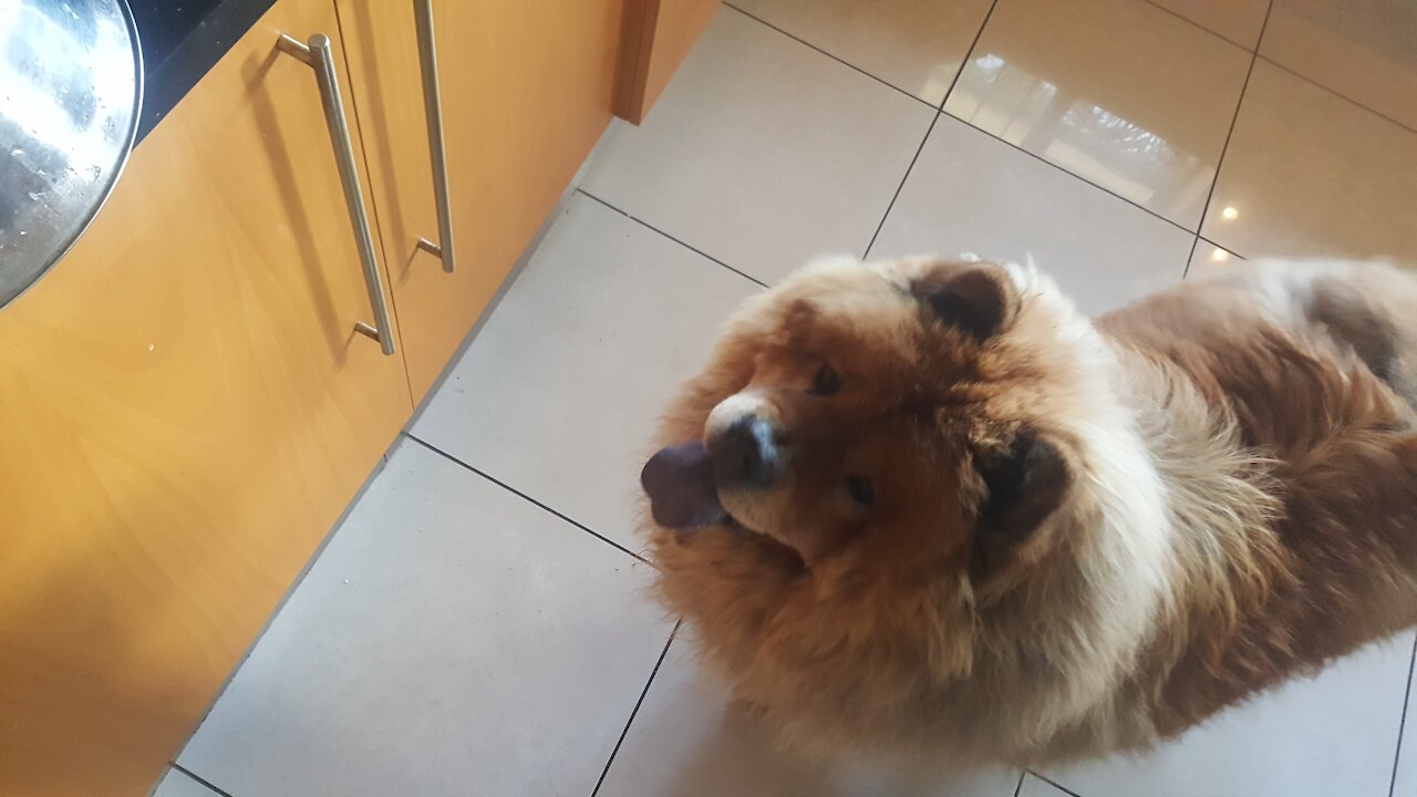 CHOW CHOW - Eating Ostrich Egg- Chow Pow Boys