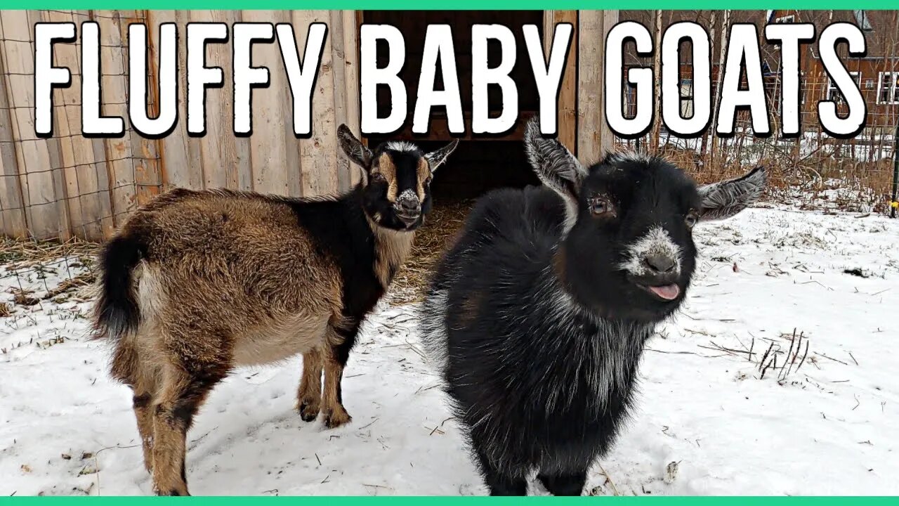 The Cutest Fluffy Baby Goats