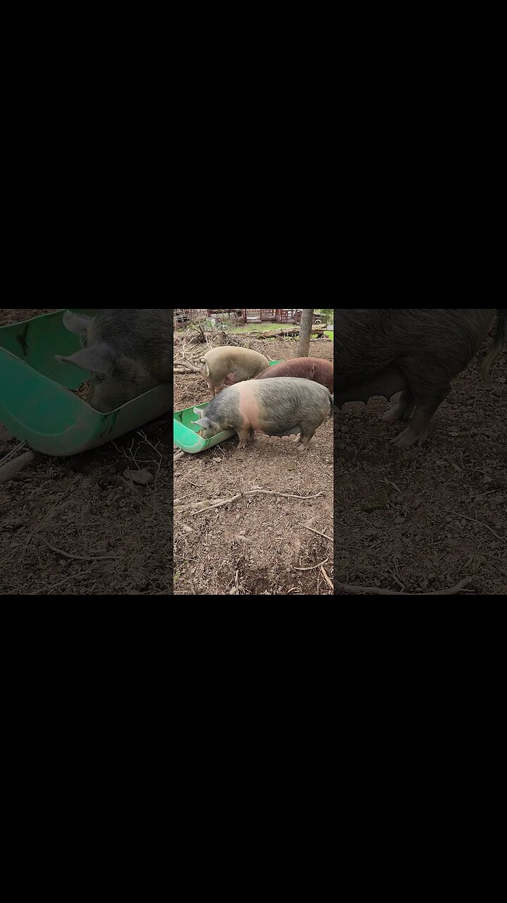 Very Pregnant Pig Eating @UncleTimsFarm #kärnəvór #carnivore #shorts # ...