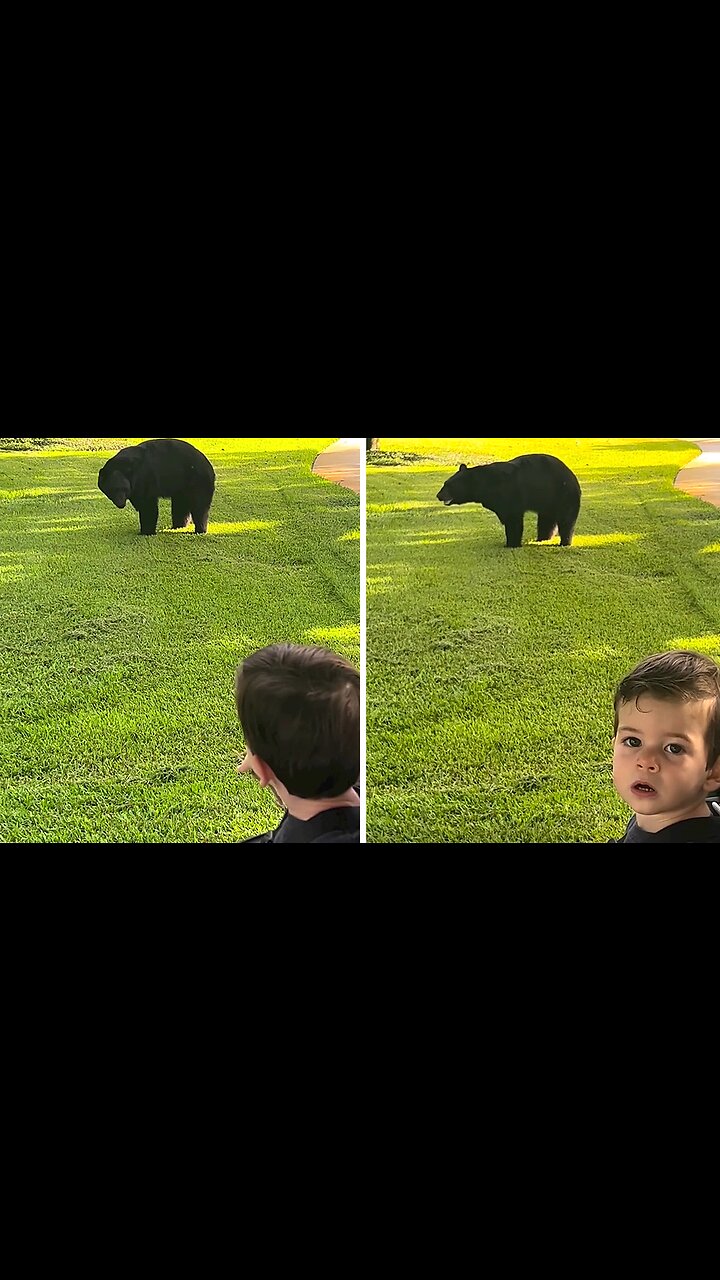 Three-Legged Bear Gets Extremely Close to People in Florida
