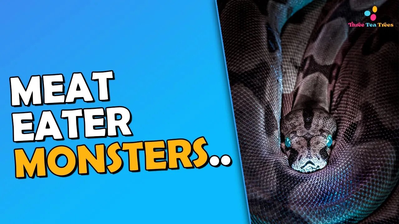 Capture a giant python with a round belly