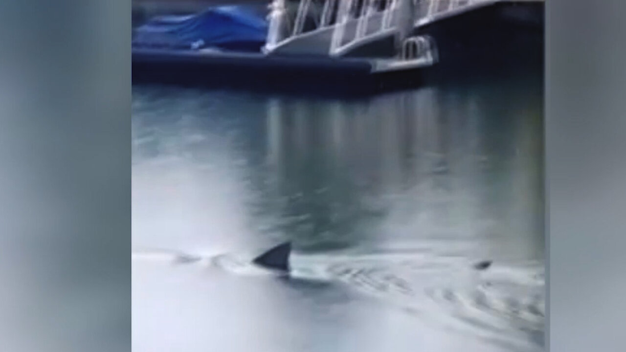 Chilling Moment When Bull Shark Slowly Swims By Swimming Spot Up River ...