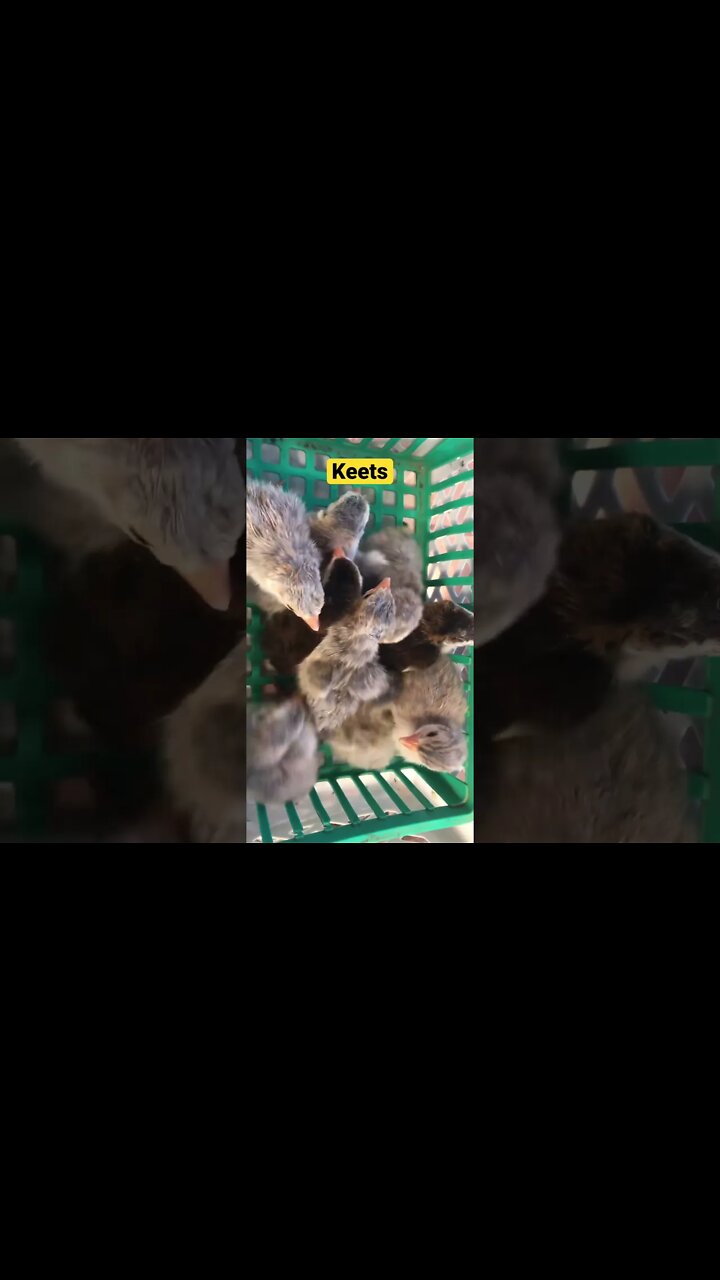 Newly hatched guinea fowl keets
