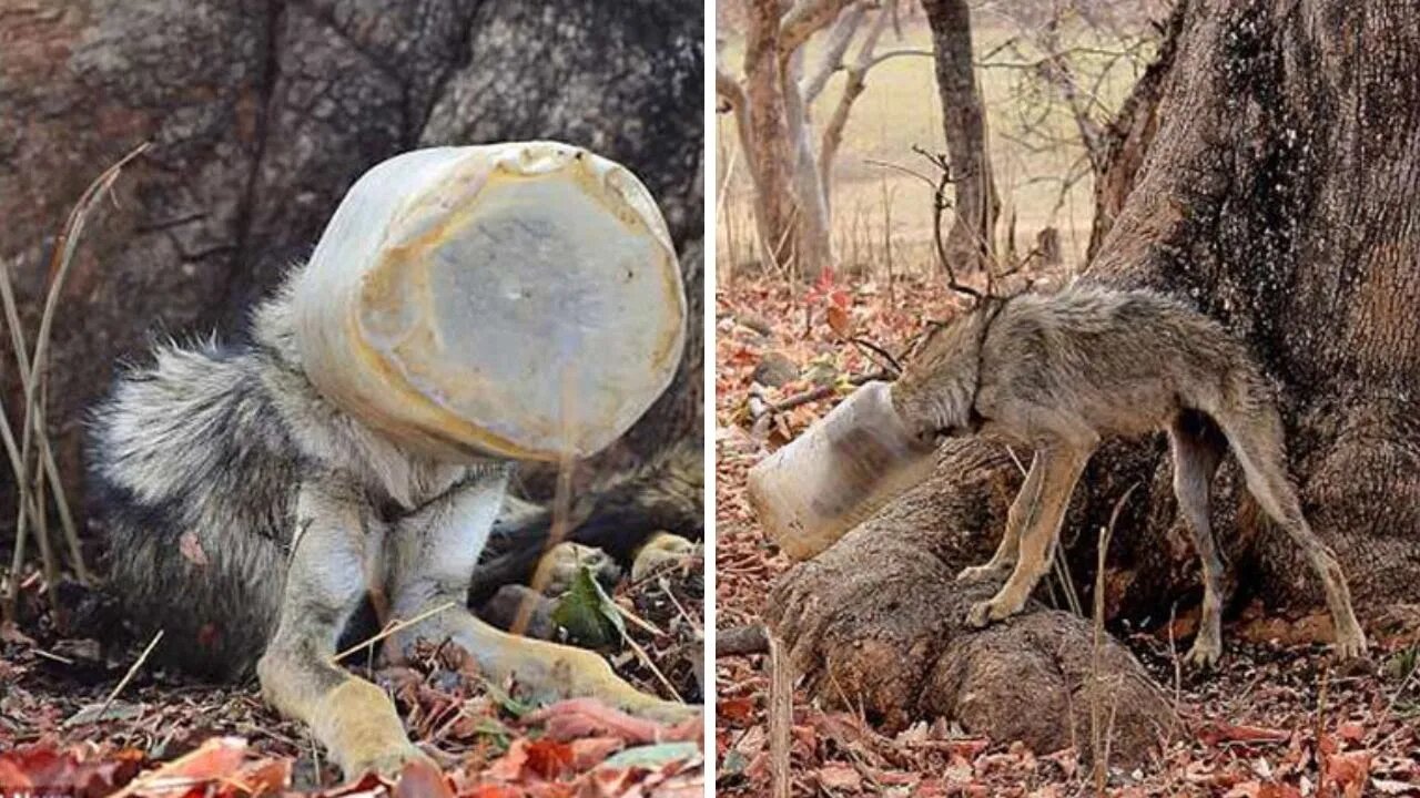A Weak Wolf Was Saved After Being Stuck for Days With Its Head Inside a ...