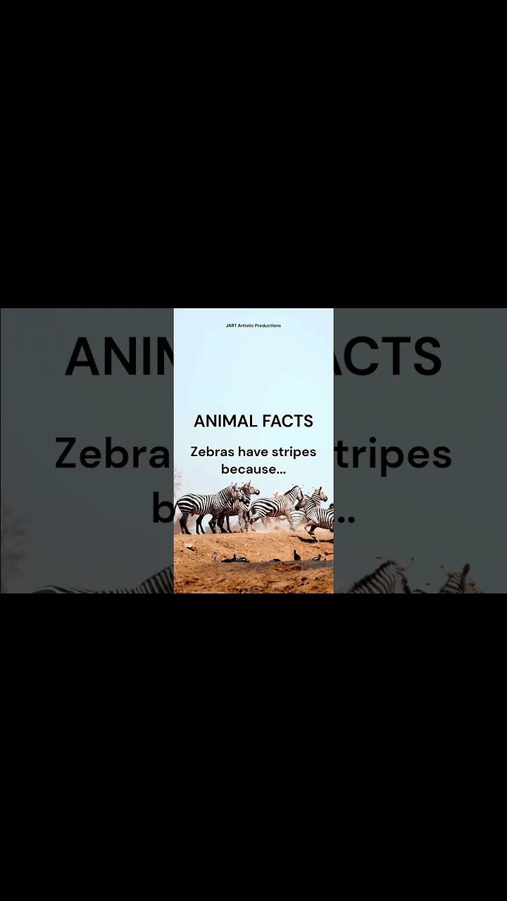 The Mystery of Zebra Stripes: What Is Their True Function?