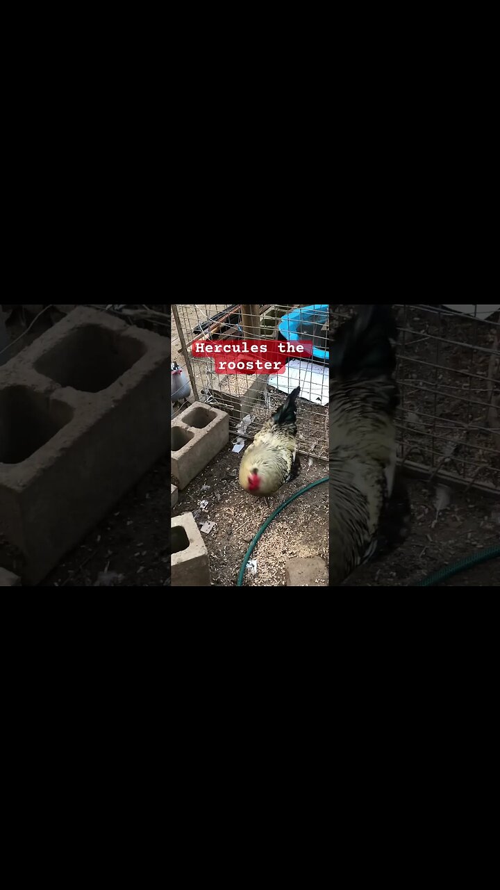 Hercules the rooster