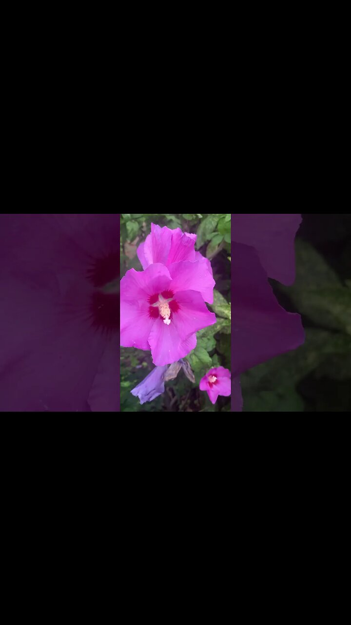 London flowers -what’s that name of this flower-beautiful