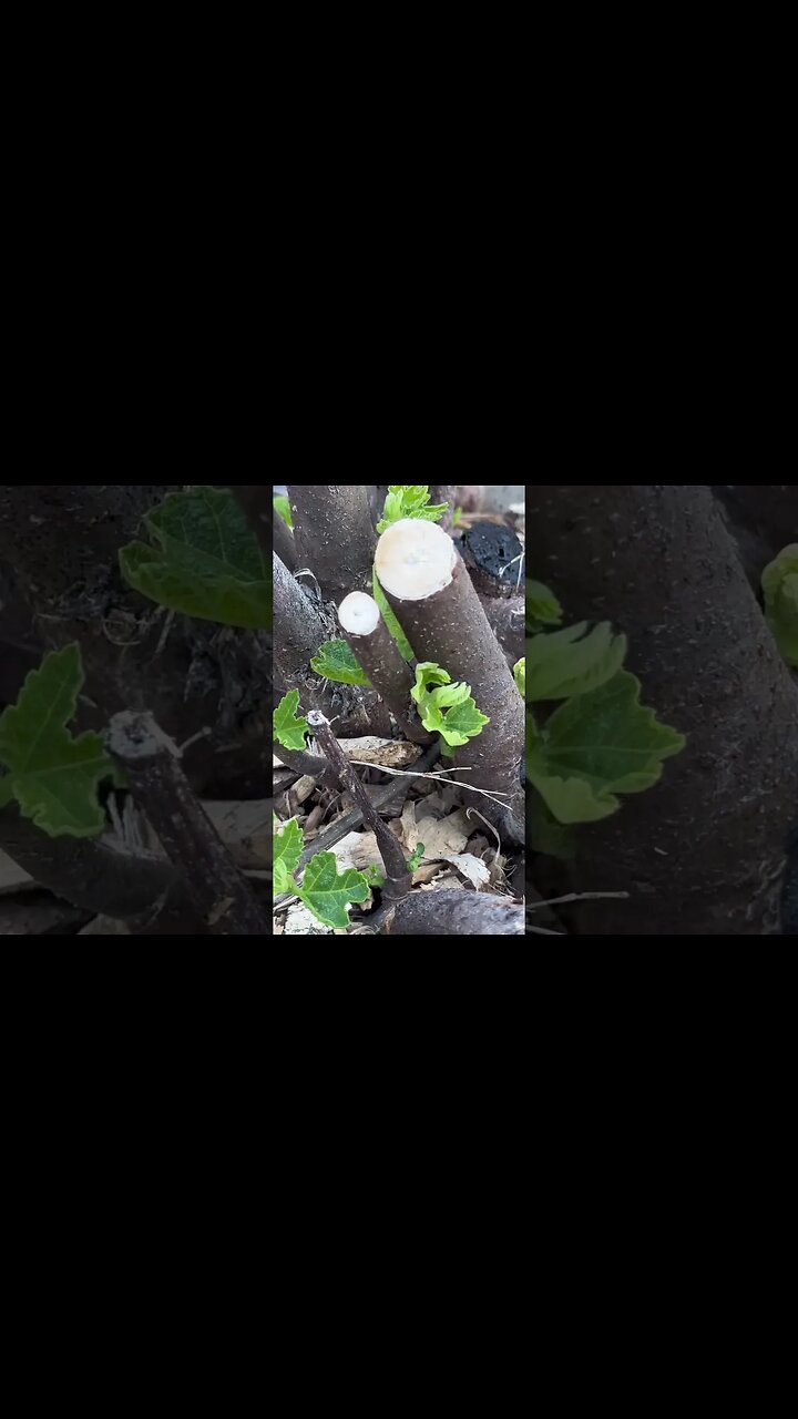 From Winter Die Back To Fruit: The Cold Hardy Fig Lifecycle