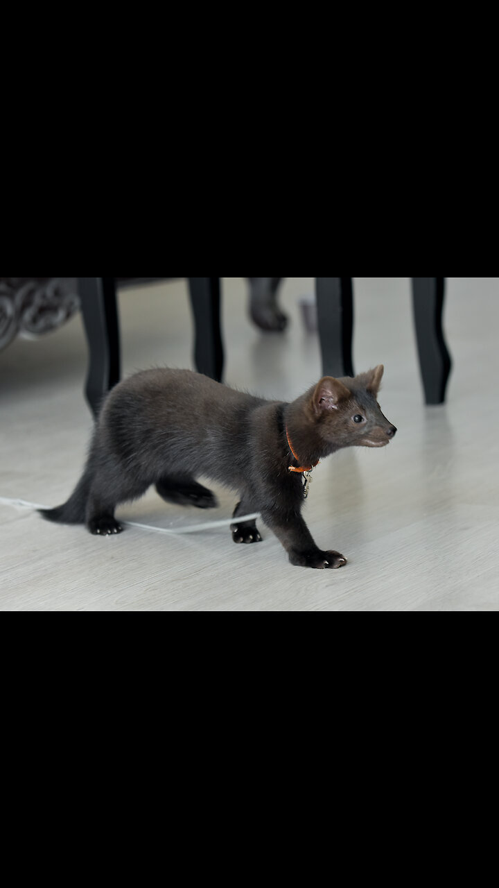 Impressively agile sable helps himself to the cupboard