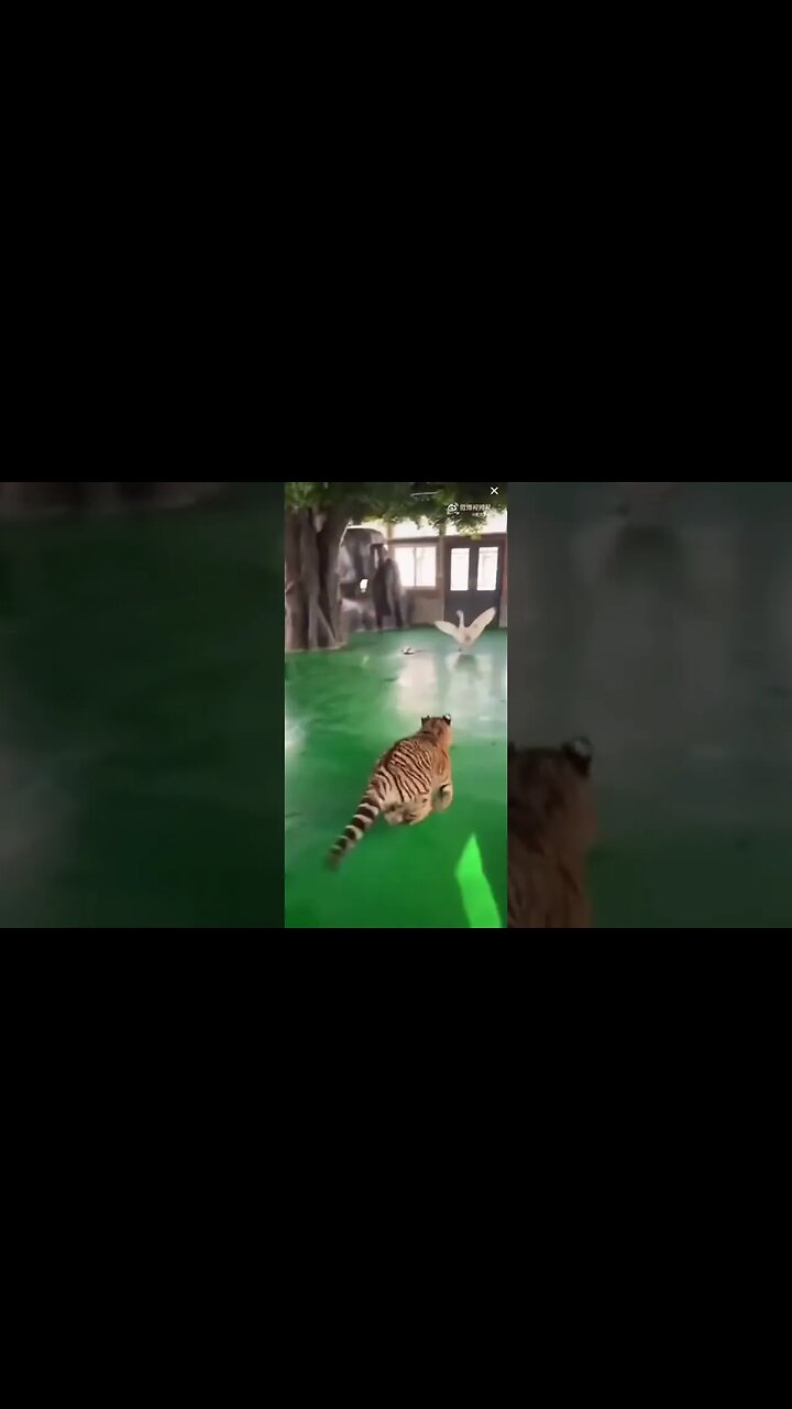 Tiger gets bullied by a goose #animals #shorts