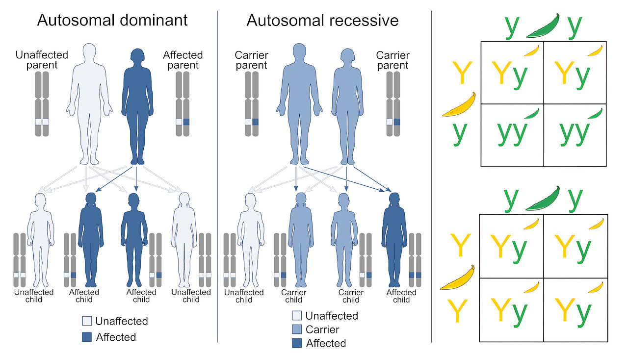 Genetics: Mendelian Inheritance, Dominant vs Recessive Genes, Autosomal ...