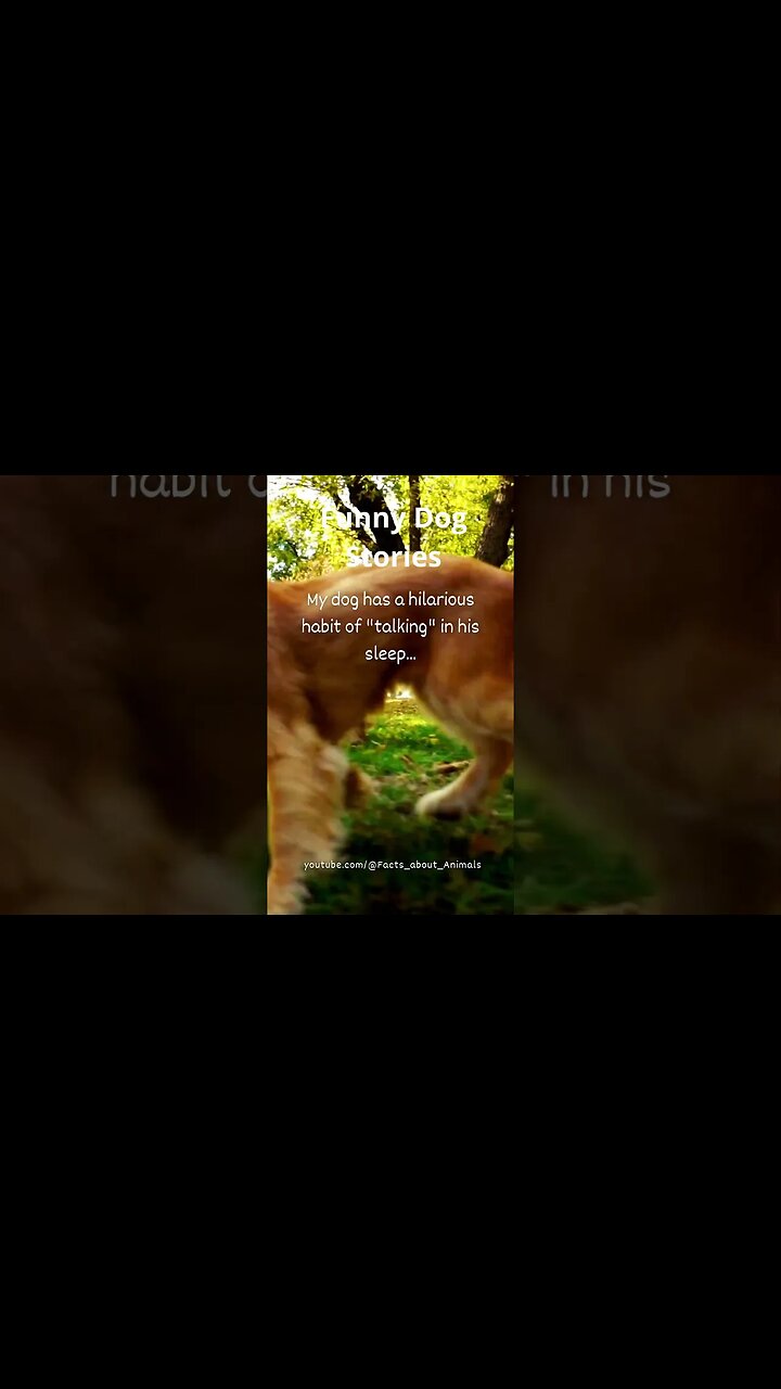 Hilarious Dog Moments: Laughter Guaranteed! 9