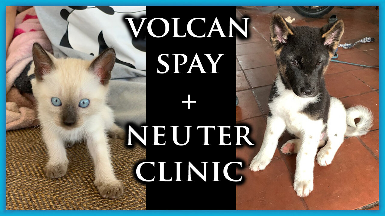 Spay & Neuter Clinic Volcan Panama - Cats, Dogs, Pets, Volunteer ...