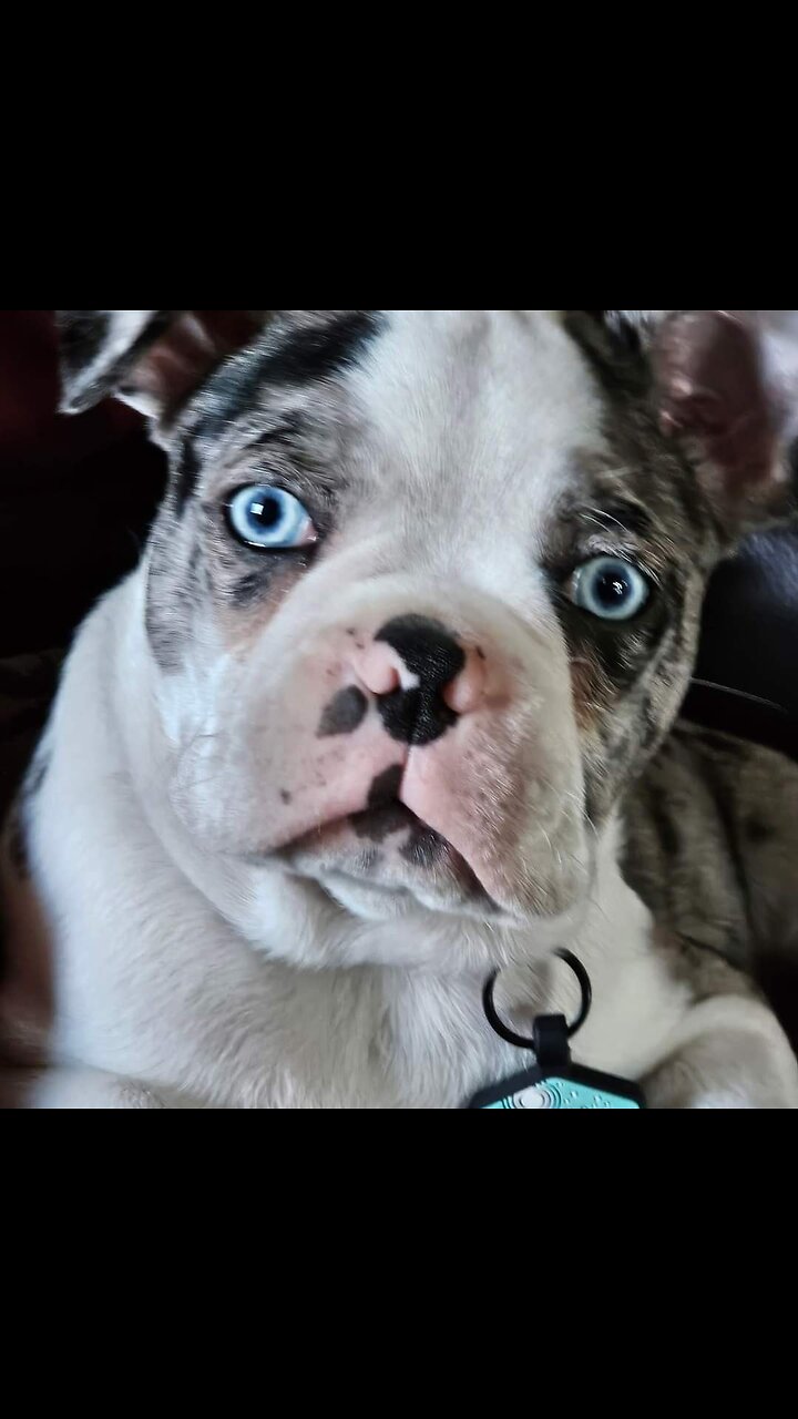 Mr Mojo Risin