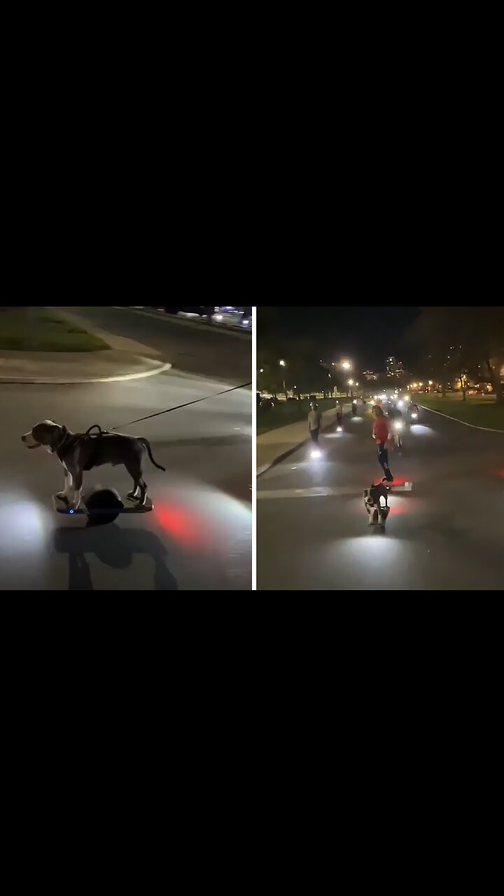 Unleash The Fun: Dog Flawlessly Rides Onewheel