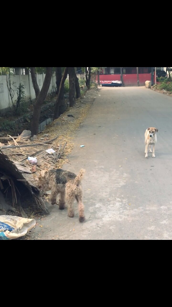 Oscar Scared Stray Dog Away