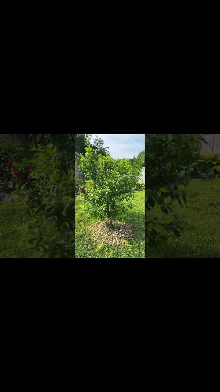 Amazing Dwarf Cherry Tree