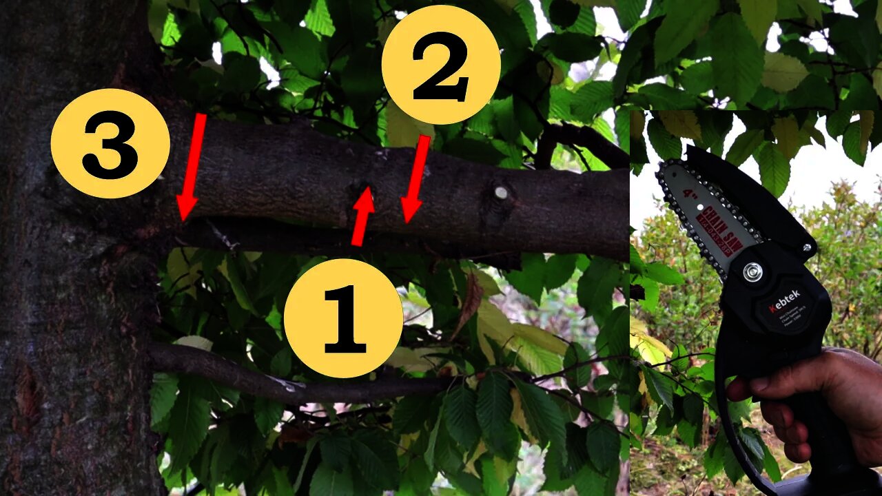 Pruning Tree Limbs Properly Cordless Chainsaw