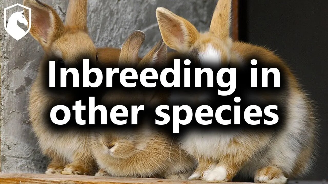 Inbreeding is overrated as a problem in other animals (from Livestream ...