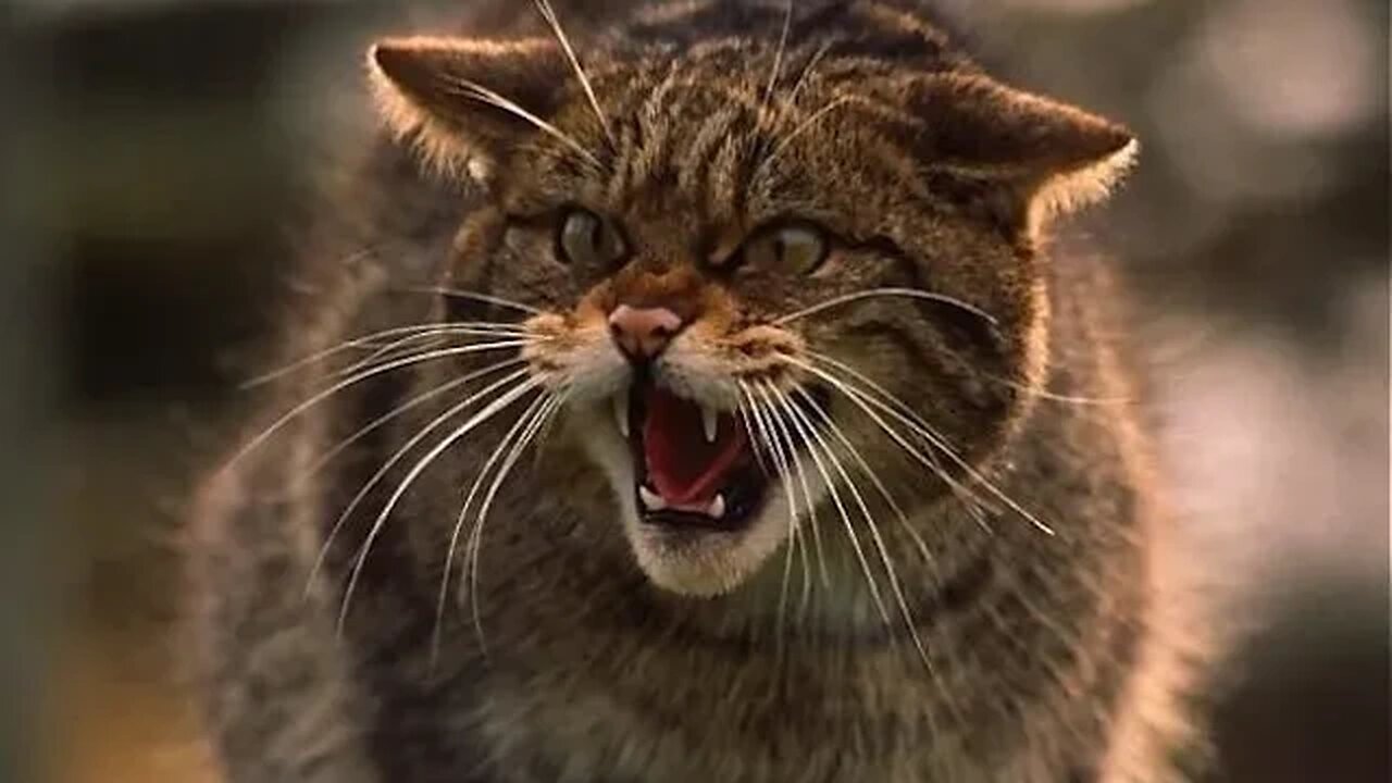 HVATANJE OPASNE DIVLJE MACKE | DIVLJA MACKA U MOM DVORISTU