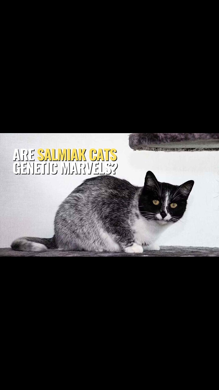 Are Salmiak Cats Genetic Marvels?