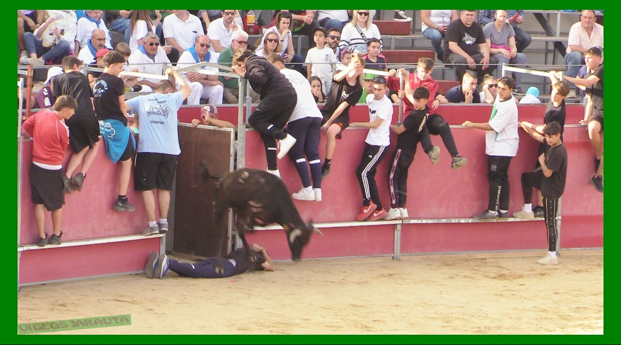 CASETAS ( ZARAGOZA ) TARDE VACAS Y BECERROS PLAZA ( LUNES 8 MAYO 2023 ...