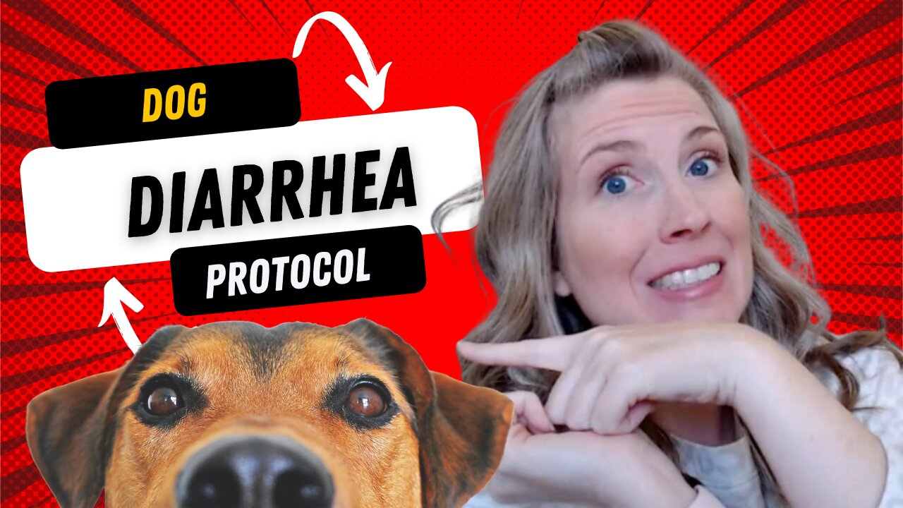 Dog Diarrhea Protocol | What to do if your dog has diarrhea Dog Diarrhea Protocol | What to do if your dog has diarrhea