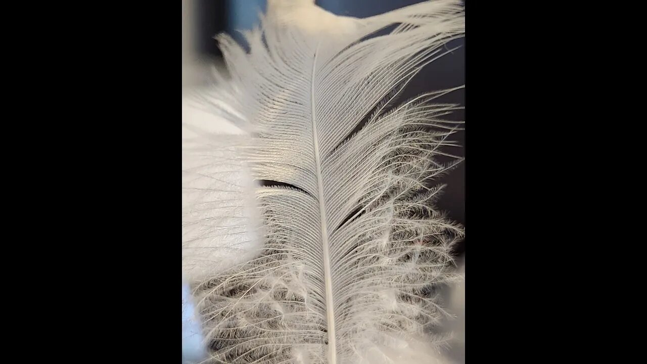 Feather Encounter Testimony #angels #persecutedchurch #slavery #heaven ...