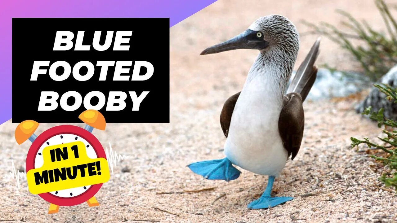 Blue-Footed Booby - In 1 Minute! 🦤 One Unique Animal You Have Never ...