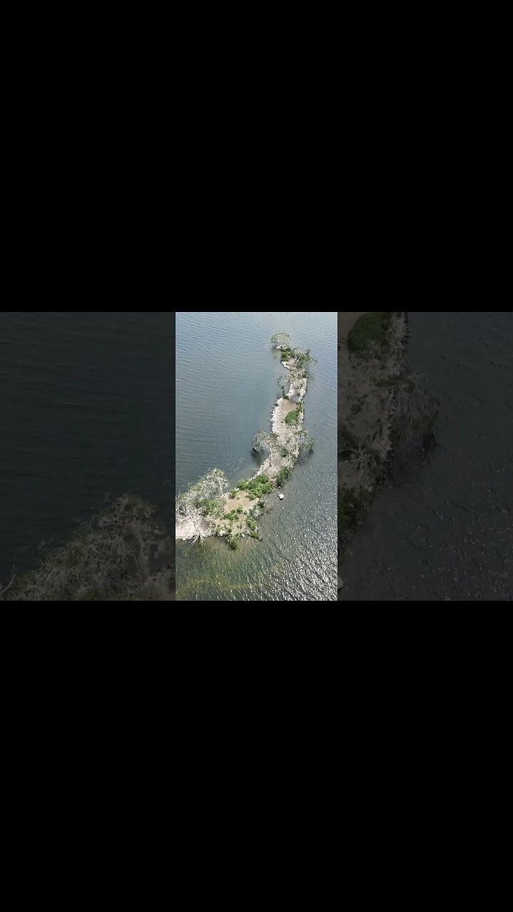 Bird Poop Island Cormorants #shorts #short