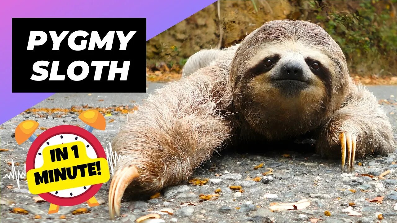 Pygmy Three-toed Sloth - In 1 Minute! 🦥 The World's Smallest Sloth | 1 ...