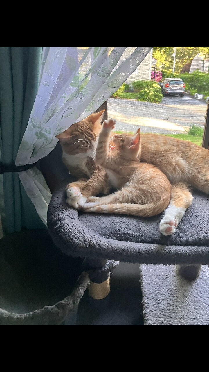 The Babies of the Kitty Cartel