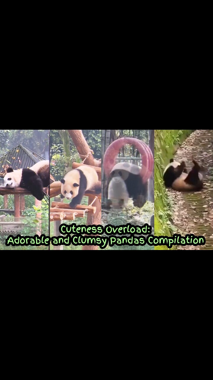 Cuteness Overload: Adorable and Clumsy Pandas Compilation