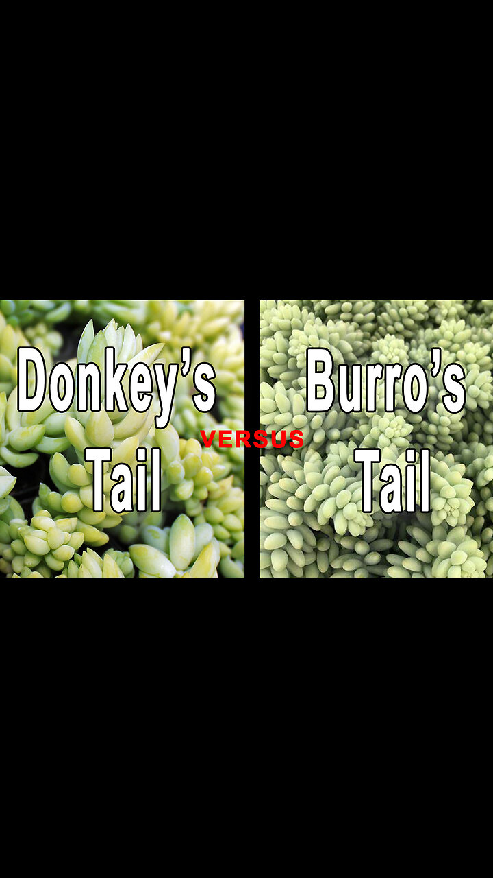 Burros tail versus Donkey’s tail How to tell them apart #succulent # ...