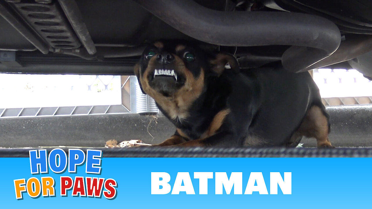 Homeless Batman lived under his Batmobile until Hope For Paws came to ...