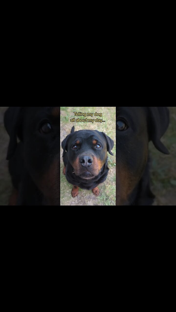 He's so handsome 🥰 #puppy #dog #rottweiler