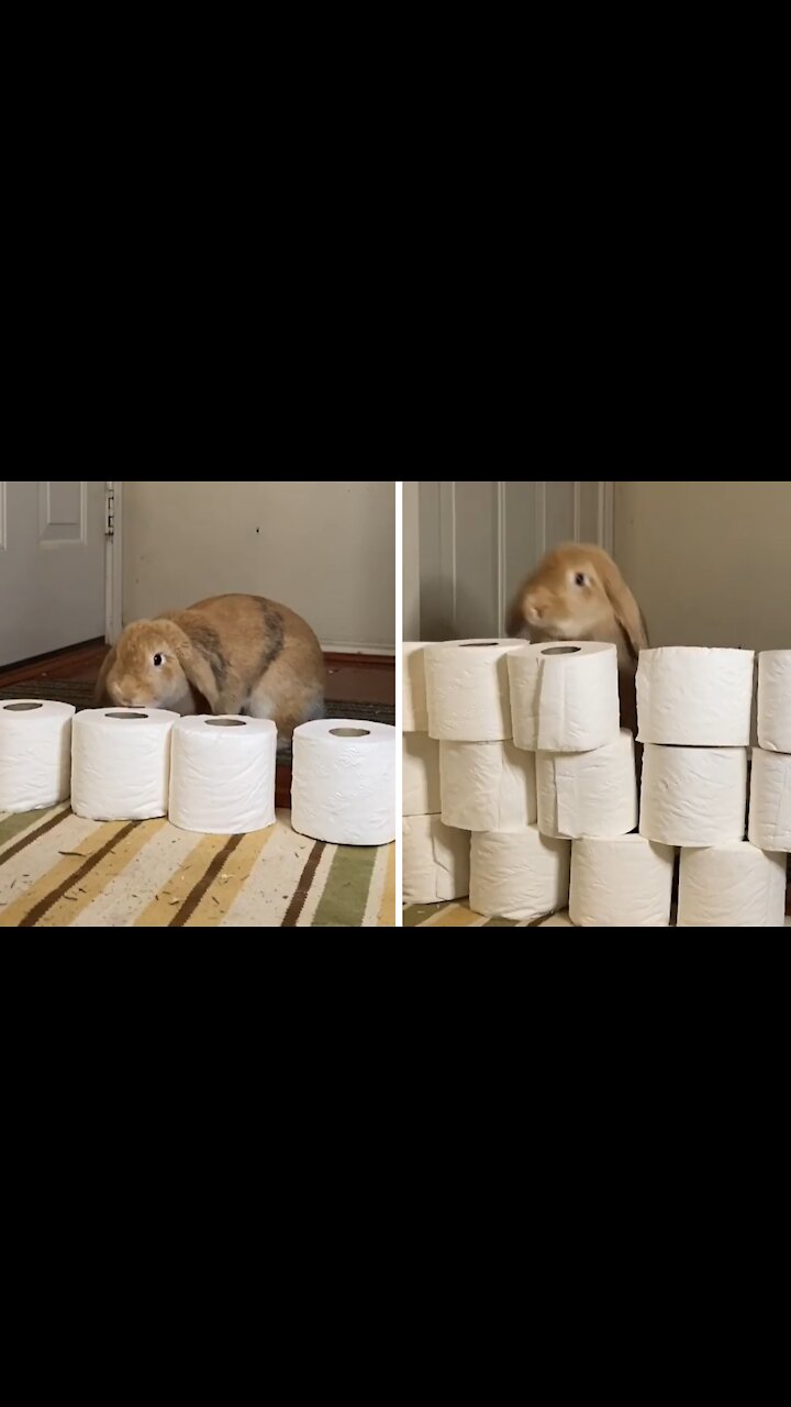 Bunny rabbit adorably participates in "level up" challenge