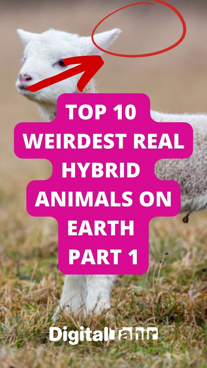 Top 10 Weirdest Real Hybrid Animals on Earth Part 1