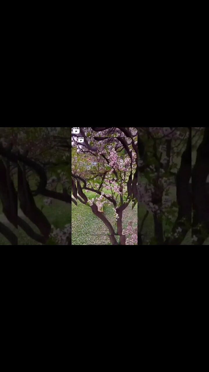 Nature Beautiful short video 1080 HD #nature #shorts