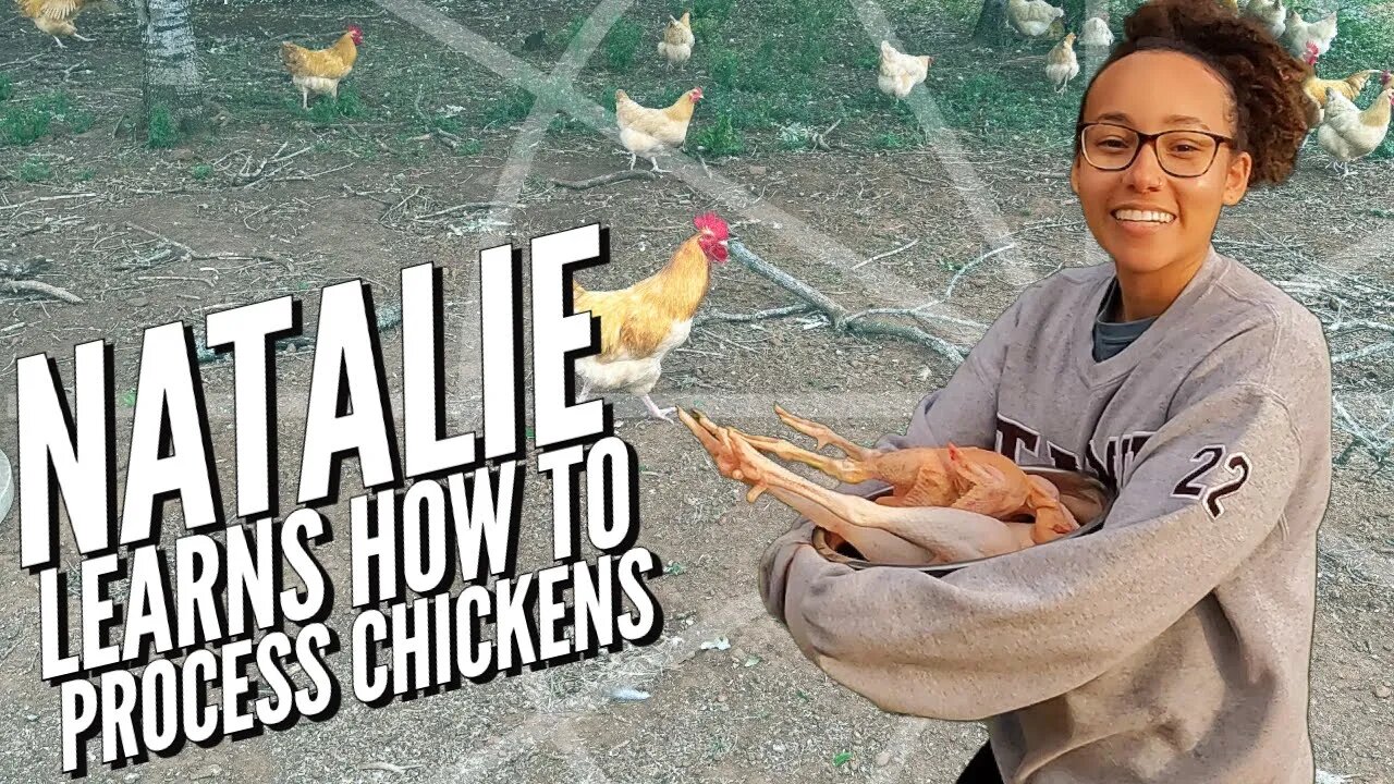 Learn How to Slaughter Chickens (WARNING: Graphic)