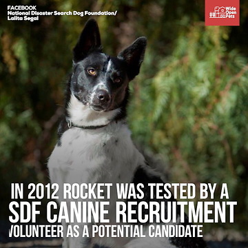 Rocket the Dog Goes from Death Row to Search and Rescue Team