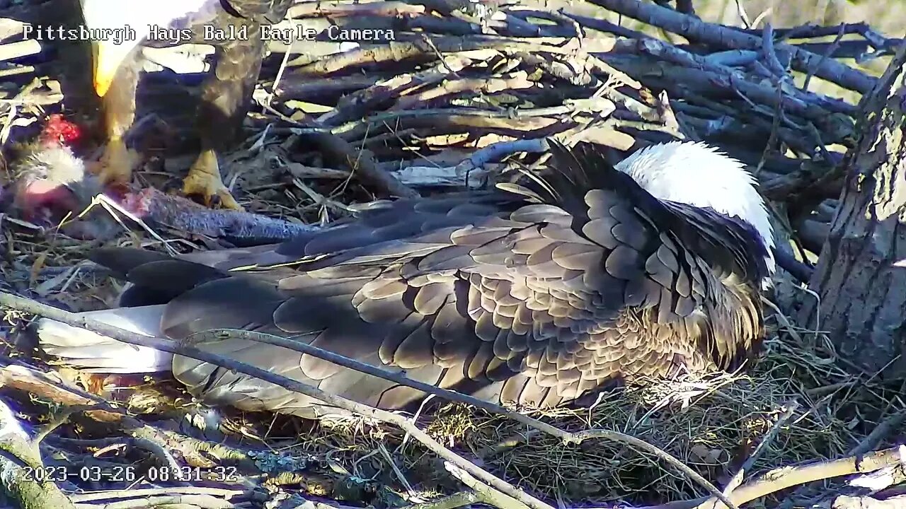 Hays Eagles Dad brings a Fish for the Pantry for Eaglet 32623 831
