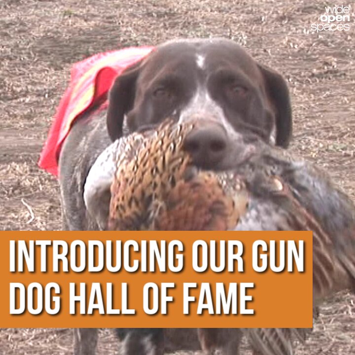 Introducing Our Gun Dog Hall of Fame