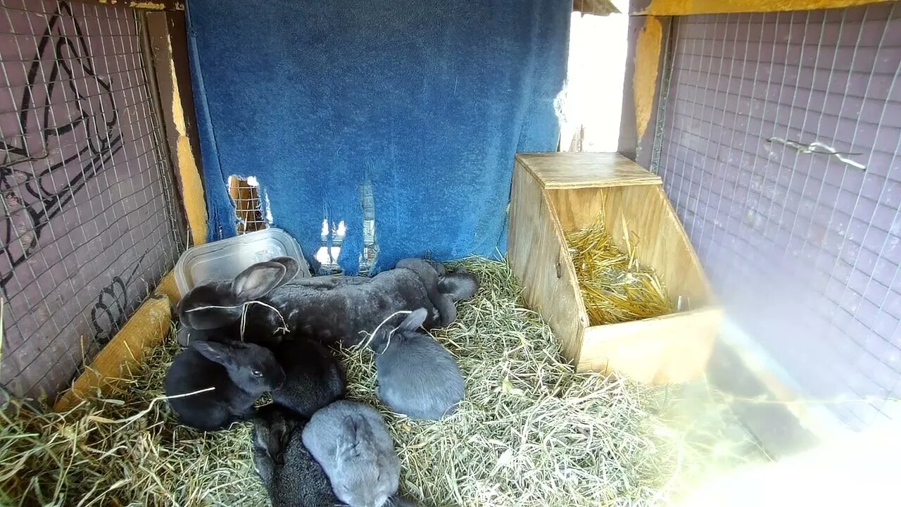 Nick Lane: Origin of Life, Evolution, Aliens, Biology, and ...