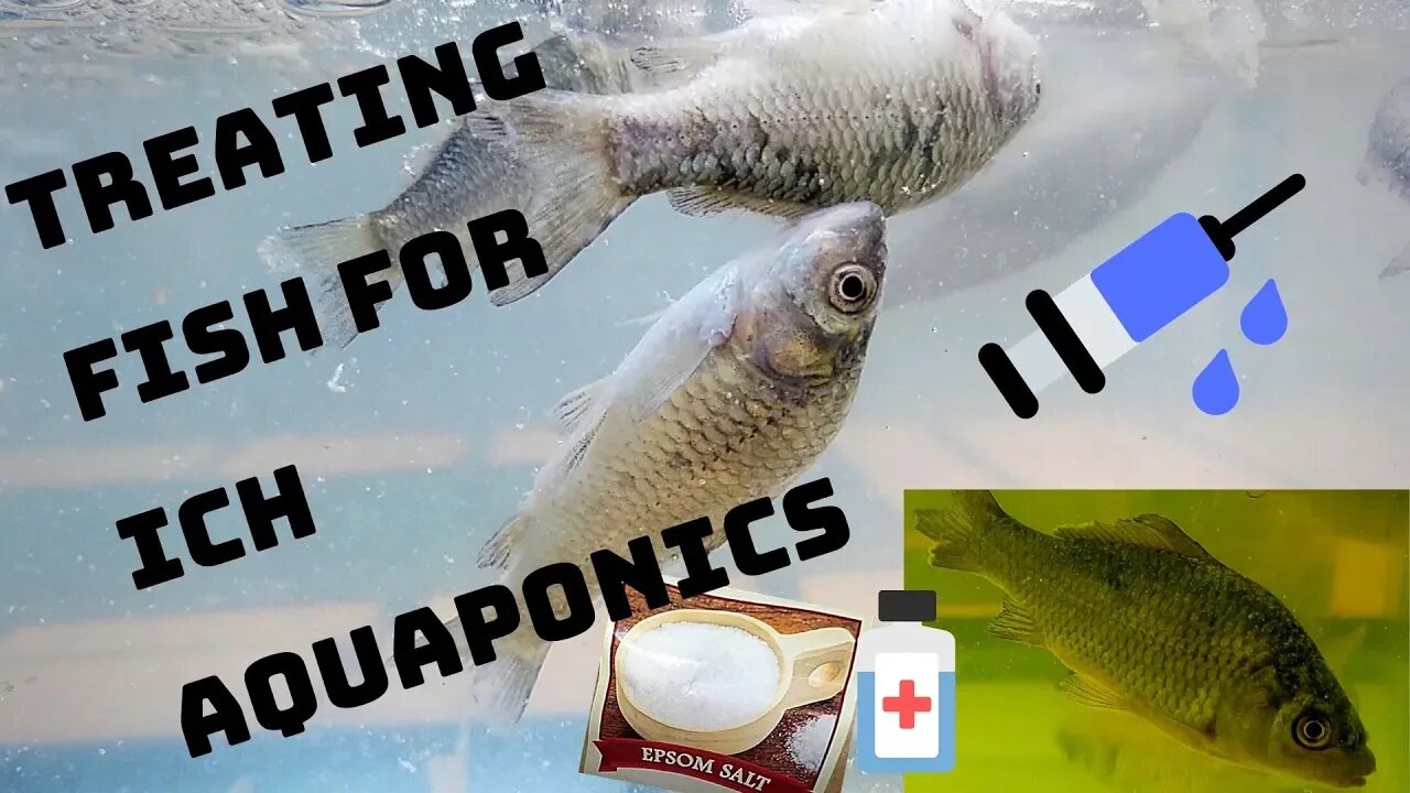 Treating fish for Ich (hybrid aquaponic system)