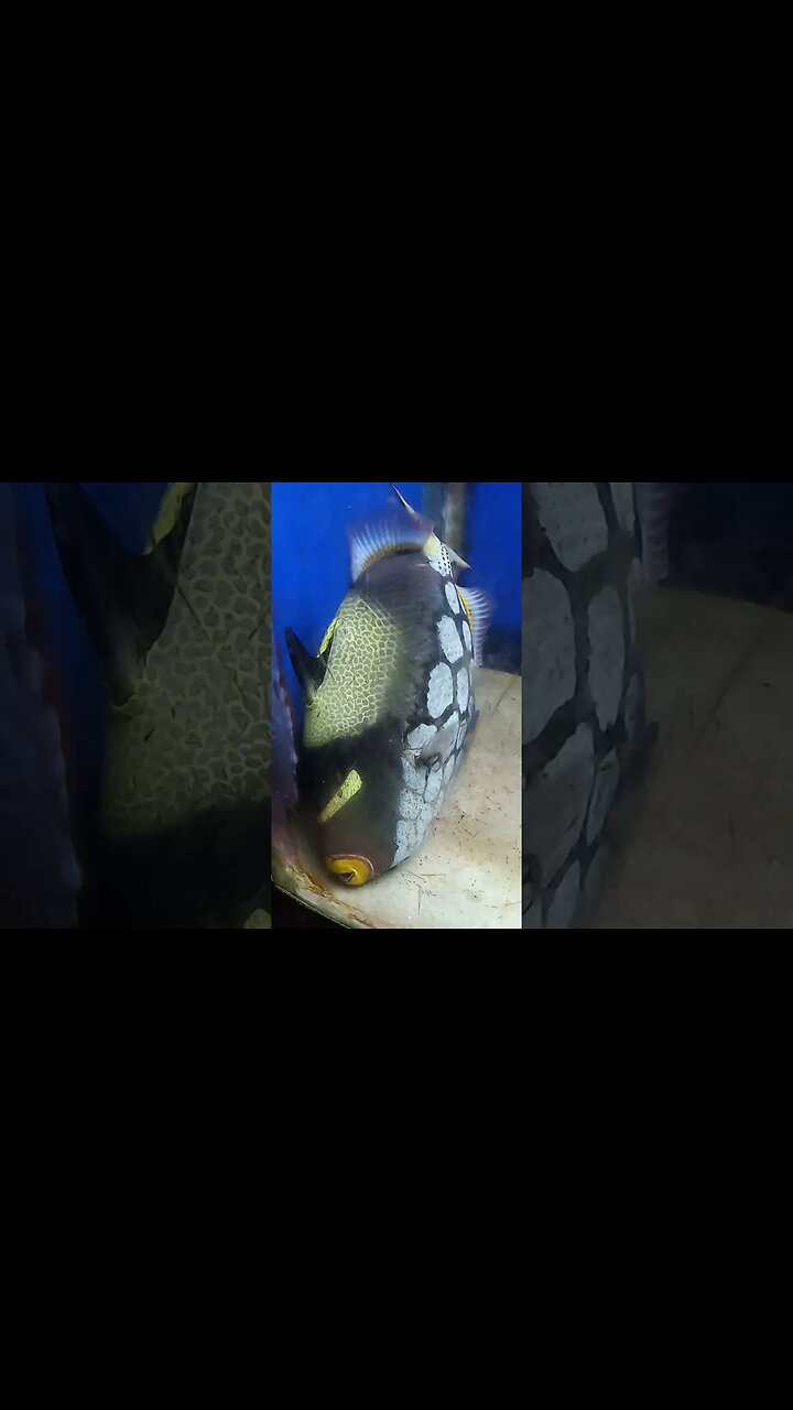 Fish resting on the side 😁