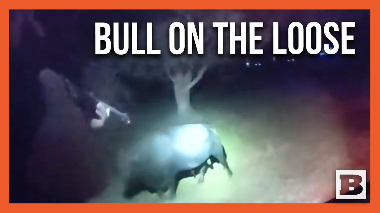 "Not Very Friendly, Is He?" -- Bull on the Loose Tranquilized by ...